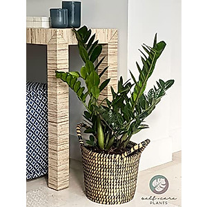 Nature’s Way Farms ZZ Plant, Zamioculcas Zamiifolia, Indoor, Outdoor, Live Houseplant, in Grower Pot (25-30 in. Tall)