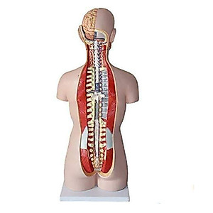 HEYBEC 85Cm Body Anatomy Model Human Anatomical Internal Organs for Learning Resources Easy to Remove
