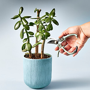 Modern Sprout Gardening Pruners, Lightweight, Durable, Green, One Size