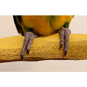 Grooming Geo NU Perch® for Parrots African Grey, Amazon, Cockatoo, Eclectus