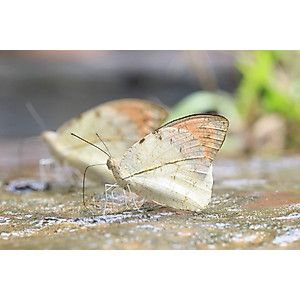 Digital Nc 48 Macro LED Ring Light & Ring Flash with LCD Display Compatible with Nikon, Canon, Sony, Panasonic, Leica, Fujifilm, Pentax & Olympus DSLR's