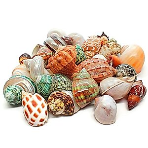18 Natural Hermit Crab Shells 1"- 3" Opening 0.8"-1.5" Hermit Crab Supplies Pearl Turbo Seashell for Décor