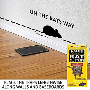 Harris Rat Glue Traps, Fully Disposable (2-Pack)