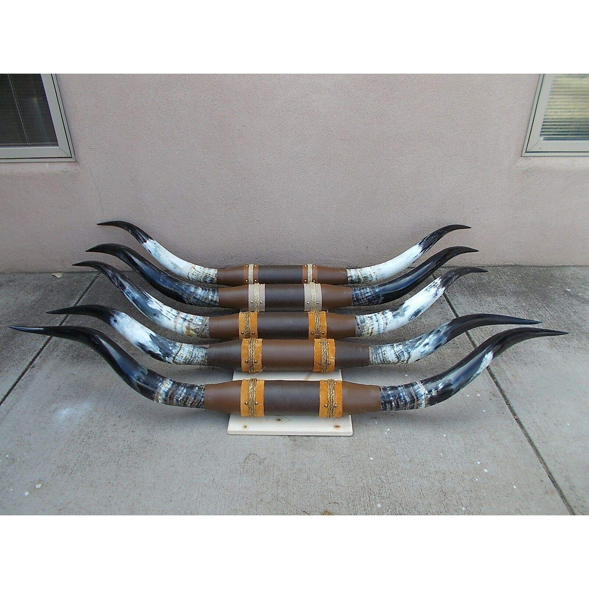 XXL Mounted Steer Cow Bull Texas Long Horns (One Set Only) Longhorn 5' 5" to 5' 11"