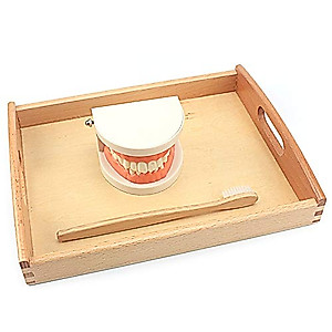 DANNI Gudong Montessori Kids Practical Life Simulated Tooth Toy Brushing Tooth Teaching Aids Real Wood Brush with Tray Preschool Toys for Children (Tooth Set)