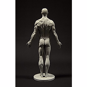 Male Anatomy Figure: 11-inch Anatomical Reference for Artists (Grey)