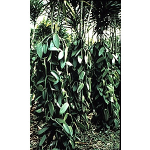 Bakto Flavors 8 oz. Madagascar Pure Vanilla Extract. 3 Bottles.