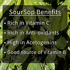 Organic Dried Soursop Leaves by Source Nutrition - Pure Graviola for Tea, Whole Dried Leaves, High in Acetogenins - 2 oz Resealable Bag