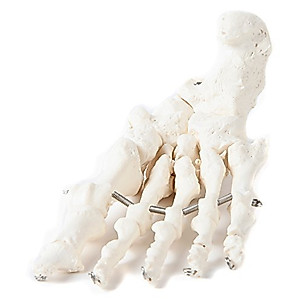 Axis Scientific Skeletal Foot | Left | Fully Articulated Flexible Foot Skeleton is Secured with Quality Wire to Demonstrate Movement | Includes Product Manual