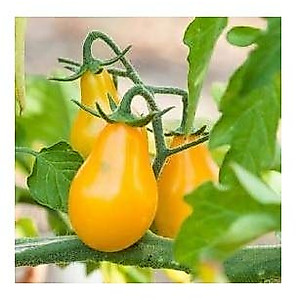 David's Garden Seeds Tomato Pear Indeterminate Yellow FBA-3456 (Yellow) 25 Non-GMO, Heirloom Seeds