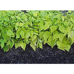 Blue Lake Bush Green Bean Seeds, 50+ Heirloom Seeds Per Packet, Non GMO Seeds, (Isla's Garden Seeds), Botanical Name: Phaseolus vulgaris