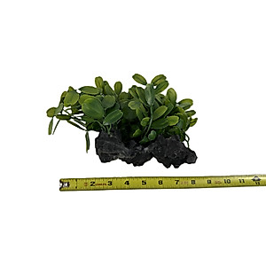 Gingerbread Pet Supply Plastic Anubias Aquatic Plant with Large Weighted Rock