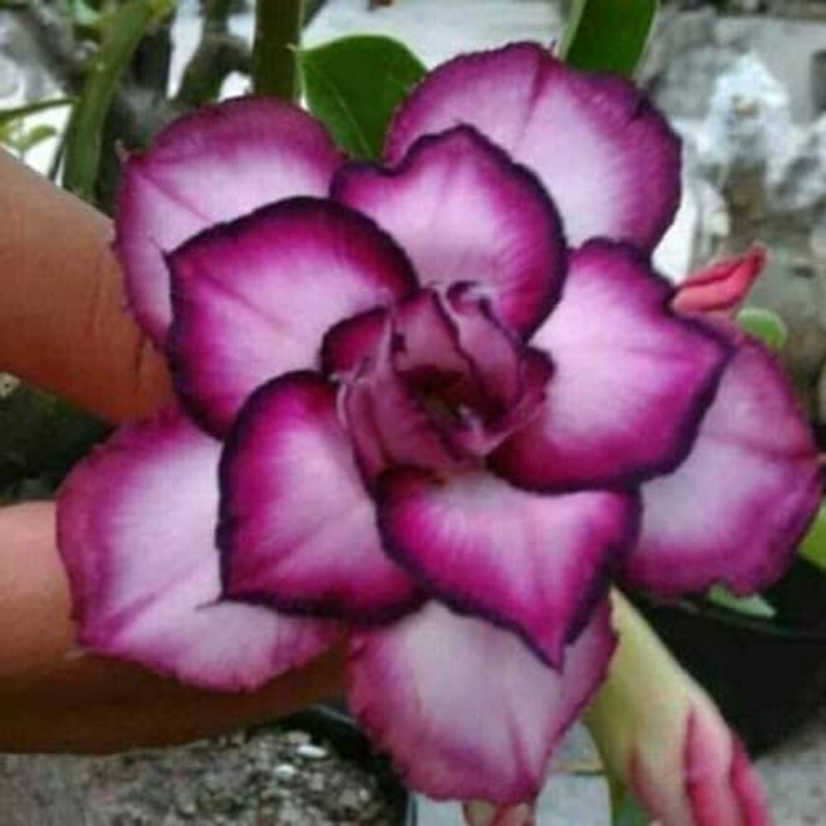 CHUXAY GARDEN White Purple Desert Rose Seed,Adenium Obesum 4 Seeds ...