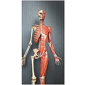 Anatomy Model Female Anatomy Figure - Human Muscle Skeleton Painting Model Human Anatomical Muscle Bone Ecorche and Skin Model Reference for Artist