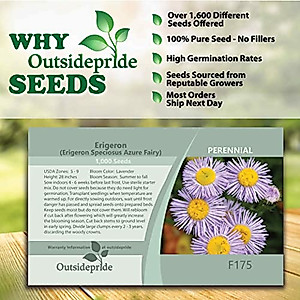 Outsidepride Erigeron Azure Fairy, Showy Daisy, Aspen Fleabane Garden Cut Flowers - 1000 Seeds