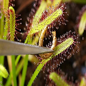 Aquatic Foods 5oz Bloodworms, Freeze Dried Fresh Grade A Floating Bloodworms for All Tropical Fish, Bettas, Discus, Cichlids, Community Turtles, Carnivore Carnivorous Plants. Bag