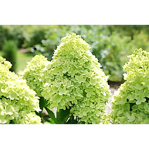 Proven Winner Little Lime Hydrangea 2 Gal, Green to Pink Blooms