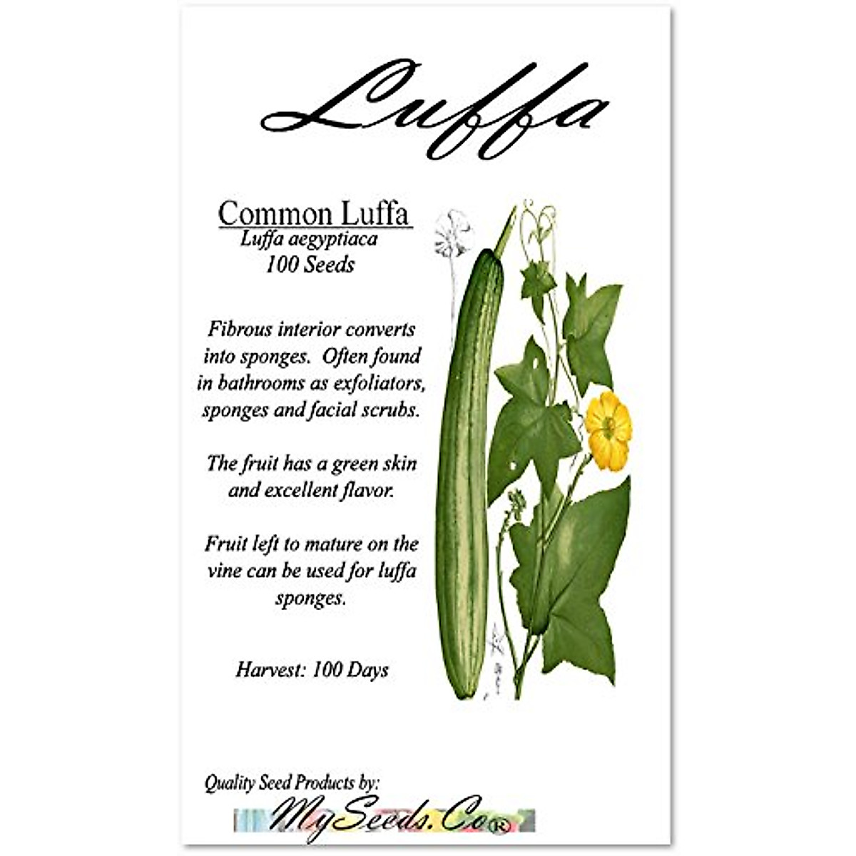 Big Pack - (100) Luffa Luffa Cylindrica Loofah Seeds - Dishcloth Or Luffa Gourd Fruits Grow To Approx. 2' - Non-GMO Seeds By MySeeds.Co (Big Pack - Luffa Gourd Reg)