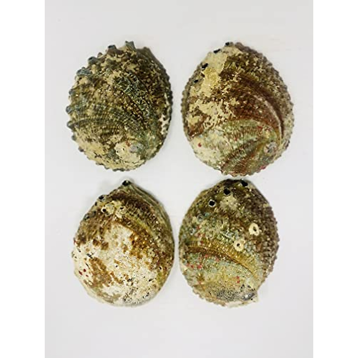 Bholi Sage Plus Sage Smudge Kit Abalone Shell Bowl 6-7 Inches Used for Burning Sage, Home Decor or Accent Piece