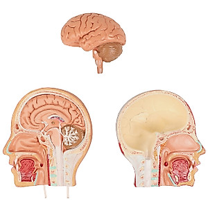 Axis Scientific 14-Part Unisex Micro Torso Anatomy Teaching Model, Includes Teaching Booklet