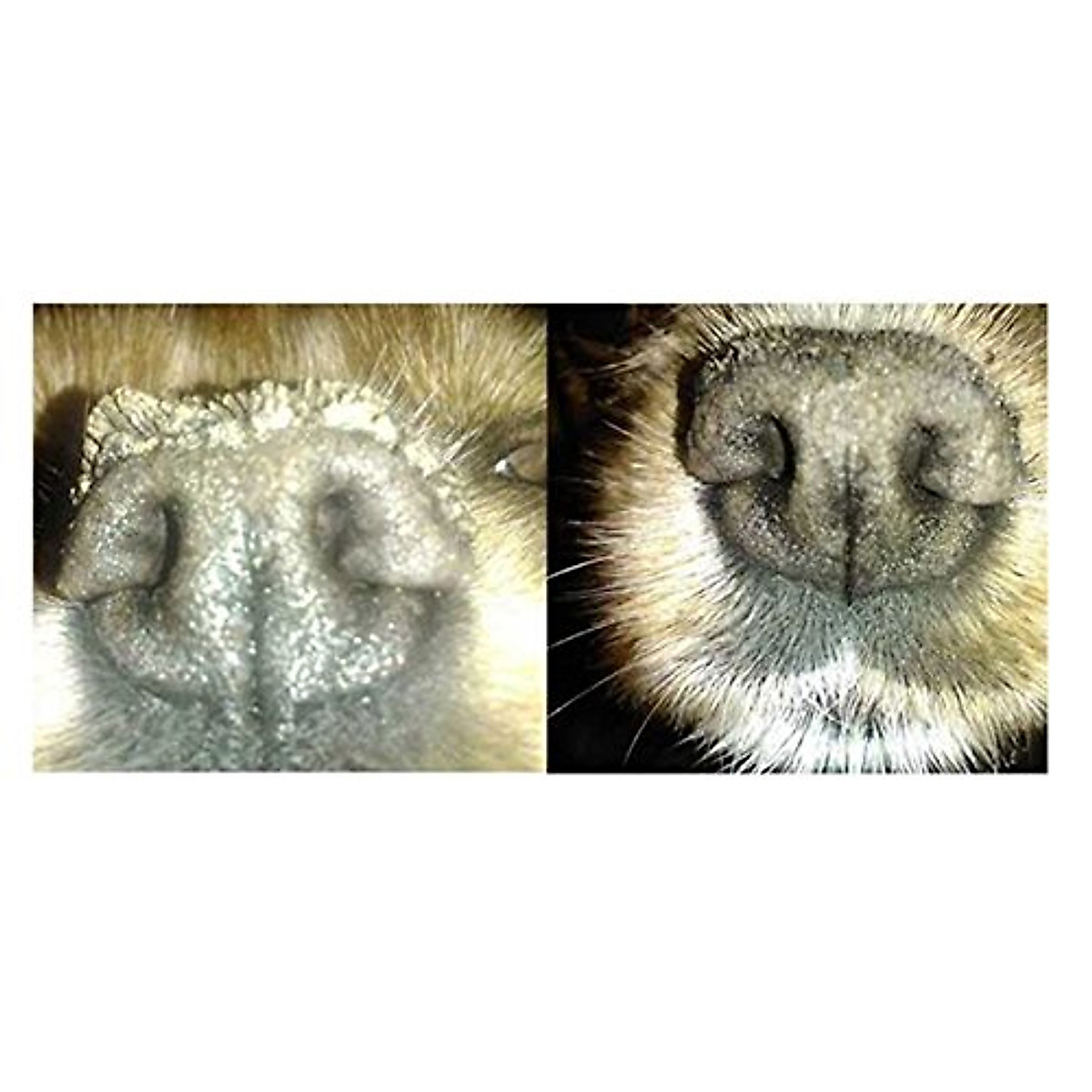 Snout Magic: 100% Organic and Natural Dog Nose Butter (2oz) - Proven to Cure Your Dog's Dry, Chapped, Cracked, and Crusty Nose