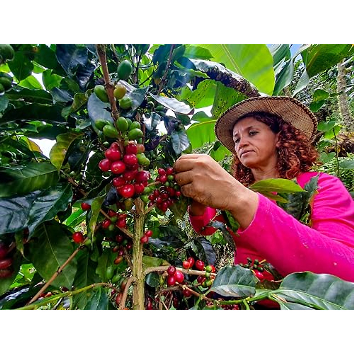 Cafe Don Pedro American Roast Naturally Low Acid Coffee - Large Can - Coffee Grounds for Sensitive Stomachs - Delicious Medium Roast Stone Ground Coffee