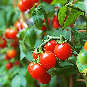 VAACNEE 100 Seeds Indoor Cherry Tomato Dwarf Red and Yellow Tomato Rare Vegetable Heirloom Seeds