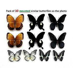 vinatimes Lot of 10 Real Assorted Butterfly Mounted Hawkmoth Sphingidae Moth Entomology Specimens Taxidermy Artwork Crafts UM01-XOE