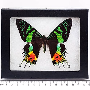 BicBugs Urania ripheus Recto Real Framed Butterfly Pink Orange Green Sunset Moth Madagascar