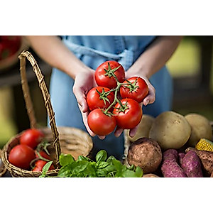 Homestead Heirloom Tomato Seeds, 250+ Seeds Per Packet, (Isla's Garden Seeds), Non GMO Seeds, Botanical Name: Solanum lycopersicum