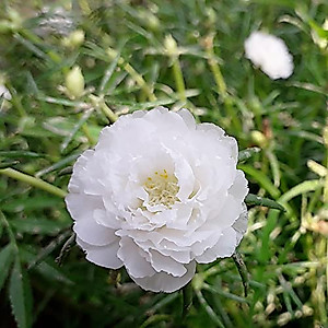 Moss Rose Seeds Portulaca Grandiflora Seeds Showy Drought Tolerant Beds Boreder Edging Ground Covers Patio Containers Rock Garden 500Pcs Annual Flower Seeds by YEGAOL Garden