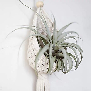 2 Pack Macrame Plant Hangers Air Plants Hanging Basket, Boho Macrame Wall Hanging for Indoor Outdoor Home Decor