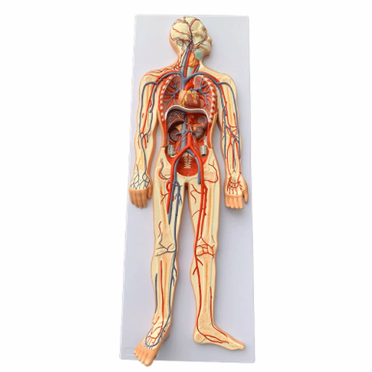Model Teaching Model Human Circulatory System Model Whole Body Internal Organs Anatomy Model Cardiovascular Demonstration Model for Teaching