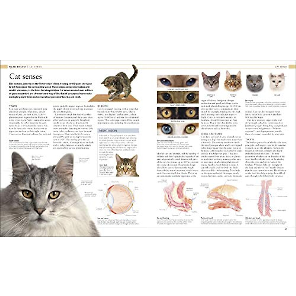 The Cat Encyclopedia: The Definitive Visual Guide (DK Pet Encyclopedias)