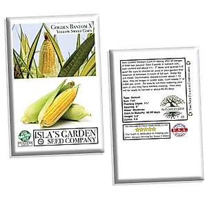 Golden X Bantom Corn Seeds for Planting, 50+ Heirloom Seeds Per Packet, (Isla's Garden Seeds), Non GMO Seeds, Botanical Name: Zea mays, Great Home Garden Gift