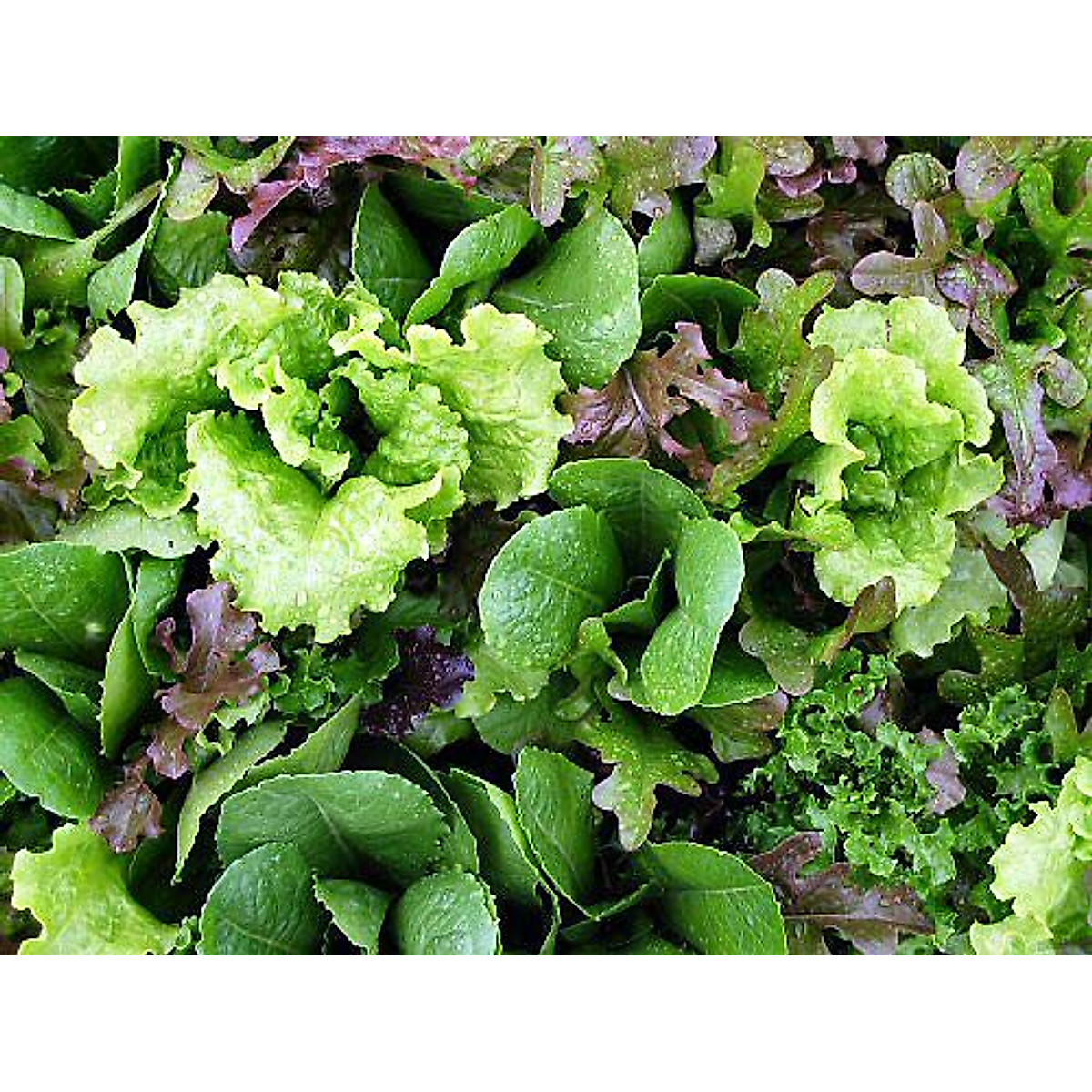 This is a Mix!!! 2000+ Seeds Microgreens Mix 40 Varieties - About 1 oz. - Superfood Seeds Heirloom Non-GMO Delicious Easy to Grow! from USA Fresh and Tested Seeds!