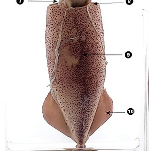 Squid Cuttlefish Conformation Specimen Paperweights Science Classroom Acrylic Block Specimens Sea Life Specimen for Science Education