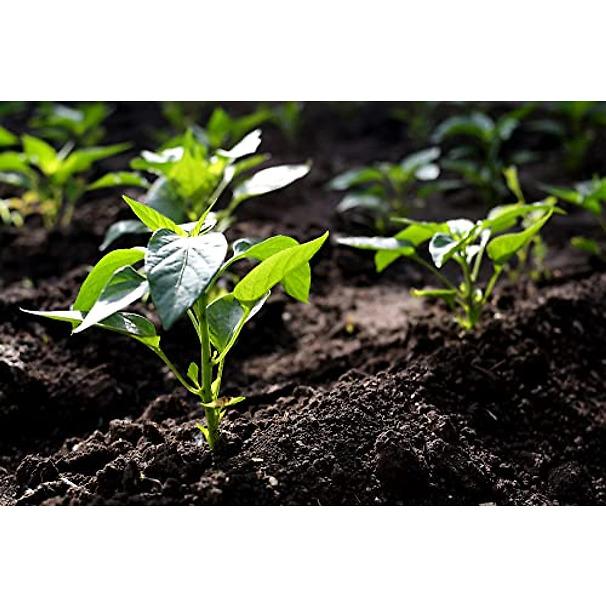 Sweet Cascadura Pepper Seeds , 50+ Heirloom Seeds Per Packet, (Isla's Garden Seeds), Botanical Name: Capsicum annuum, Non GMO Seeds