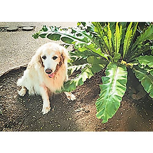 American Plant Exchange Live Japanese Bird’s Nest Fern Plant, Plant Pot for Home and Garden Decor, 6" Pot