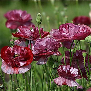Outsidepride Papaver Rhoeas Pandora Corn, Common, Field, Flanders, Garden Poppies - 500 Seeds