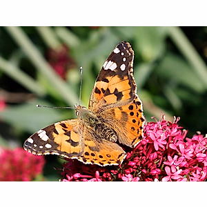 Insect Lore - Butterfly Growing Kit - With Voucher to Redeem Caterpillars Later