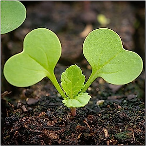 Seed Needs, Black Spanish Radish Seeds - 500 Heirloom Seeds for Planting Raphanus sativus - Non-GMO & Untreated (2 Packs)