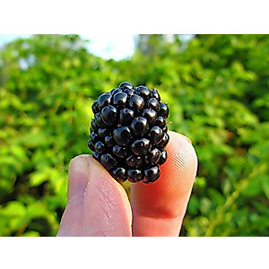 BlackBerry - Chester - THORNLESS - Non-GMO - Good Flavor, Large Berries - 2 Pack - Wrapped in Coco Coir - GreenEase by ENROOT