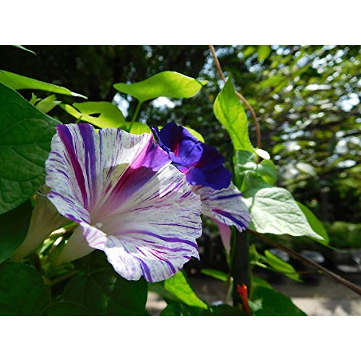 RAISE ME UP: Seeds Morning Glory Harlequin Mix Annual Flowers