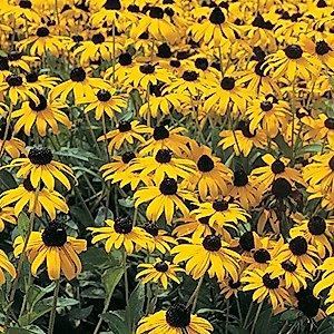 Burpee Goldsturm Rudbeckia Seeds 100 seeds