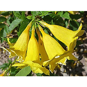 Exotic Yellow Trumpetbush Seeds - 20+ Seeds to Grow - Rare and Exotic Trumpet Bush Seeds