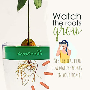 AvoSeedo Avocado Tree Growing Kit, Green, Practical Gifts for Women, Mom, Sister & Best Friend, Plant Indoors with Novelty Pit Grower Boat & Kitchen Garden Seed Starter