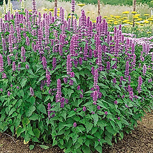 Outsidepride Agastache Rugosa Korean Mint Garden Plant Herb Seeds - 500 Seeds