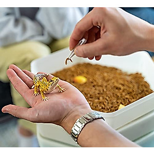 Green Tea Bottles Stick for Face HHA478