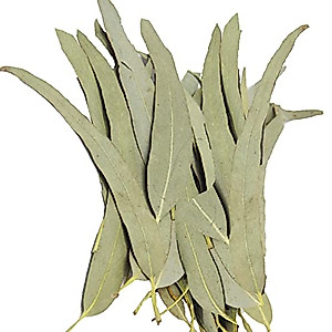 Whole Eucalyptus Leaves, Natural Eucalyptus Herb Leaves, 114g (4.0 oz)